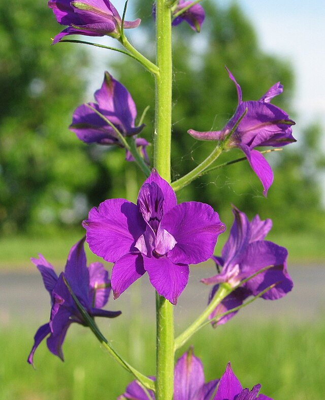 Tarla Hezeranı Consolida regalis Nedir Faydaları ve Kullanım Alanları ...